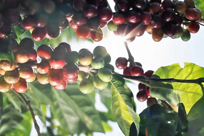 Wie wird aus der Kaffeekirsche eine Rohbohne?